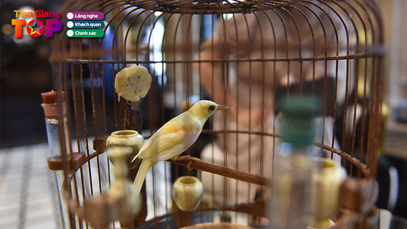 Top 5+ cửa hàng chim cảnh ở Tiền Giang uy tín, giá tốt nhất
